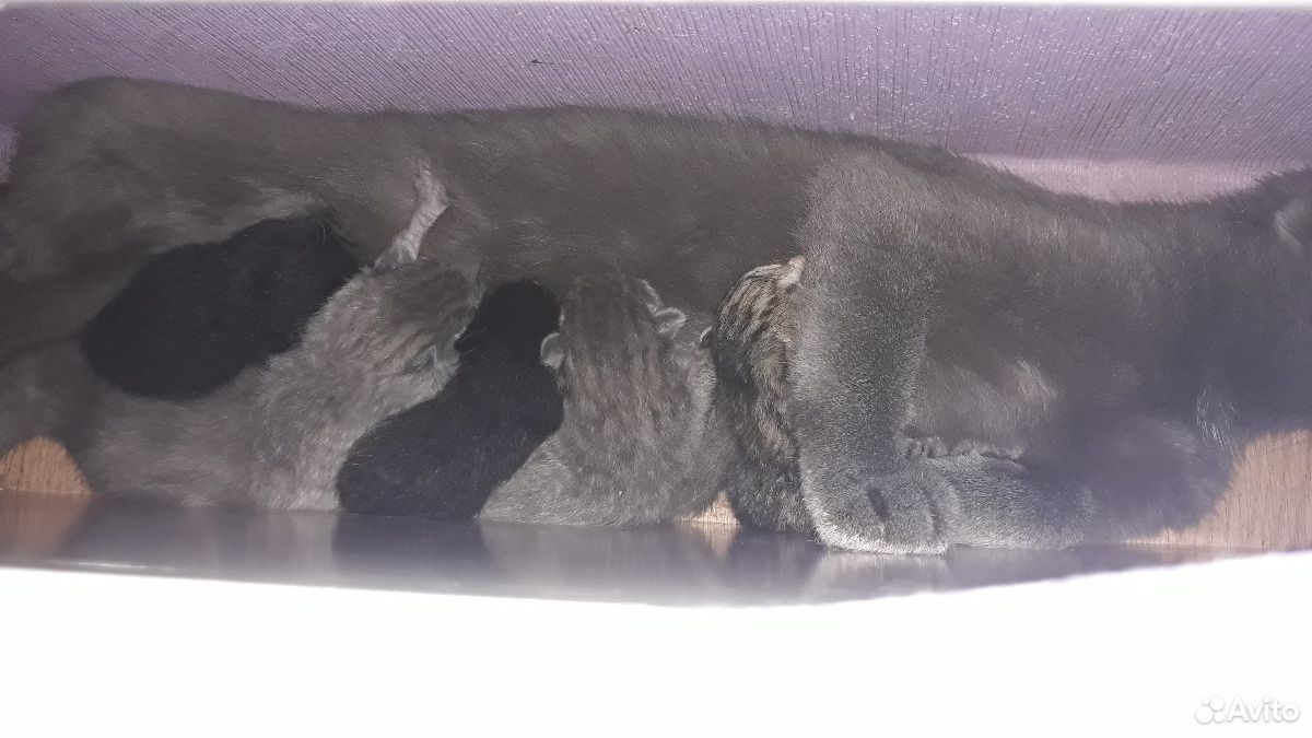 Котята с добрые руки