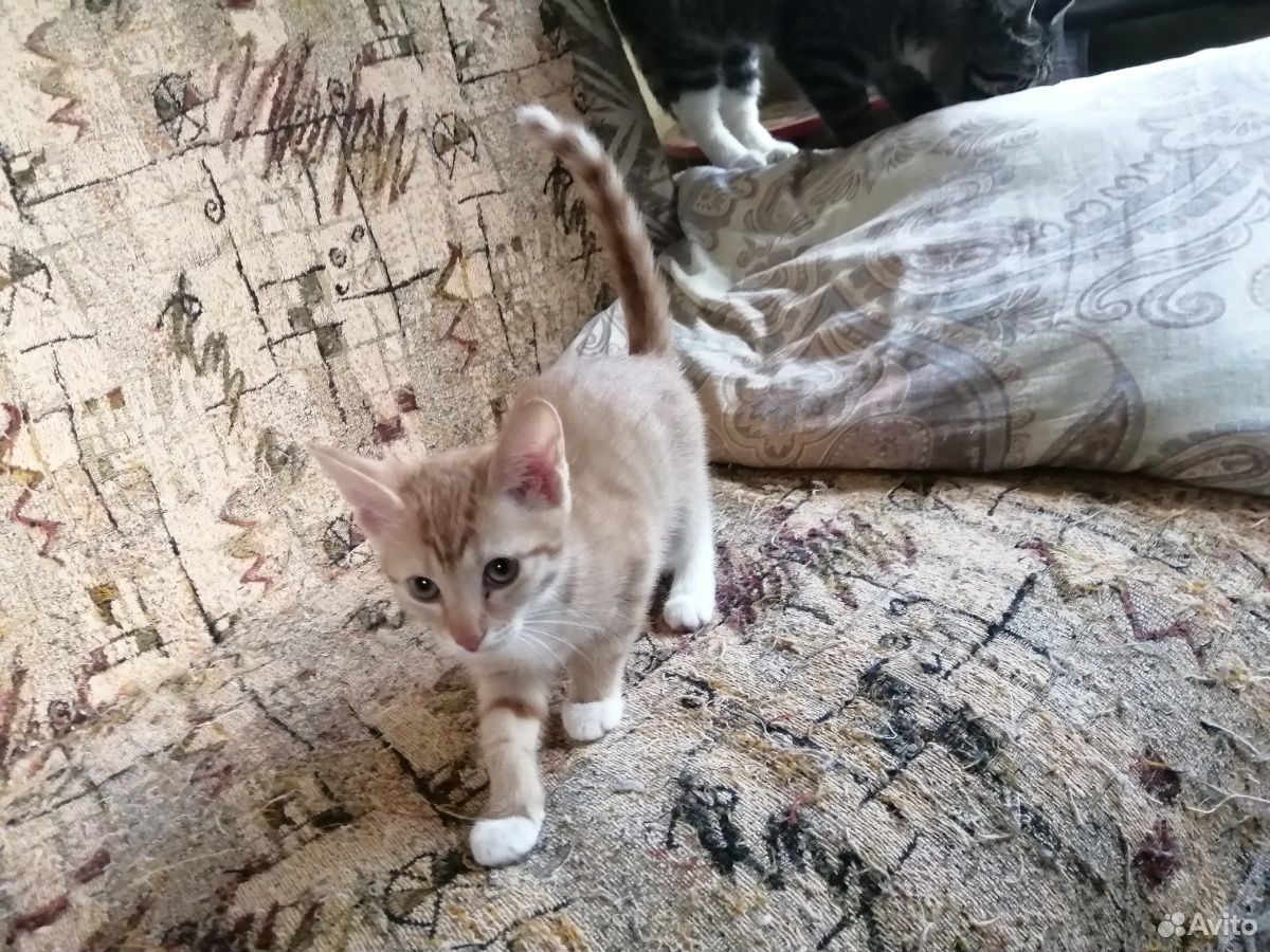 Кошка