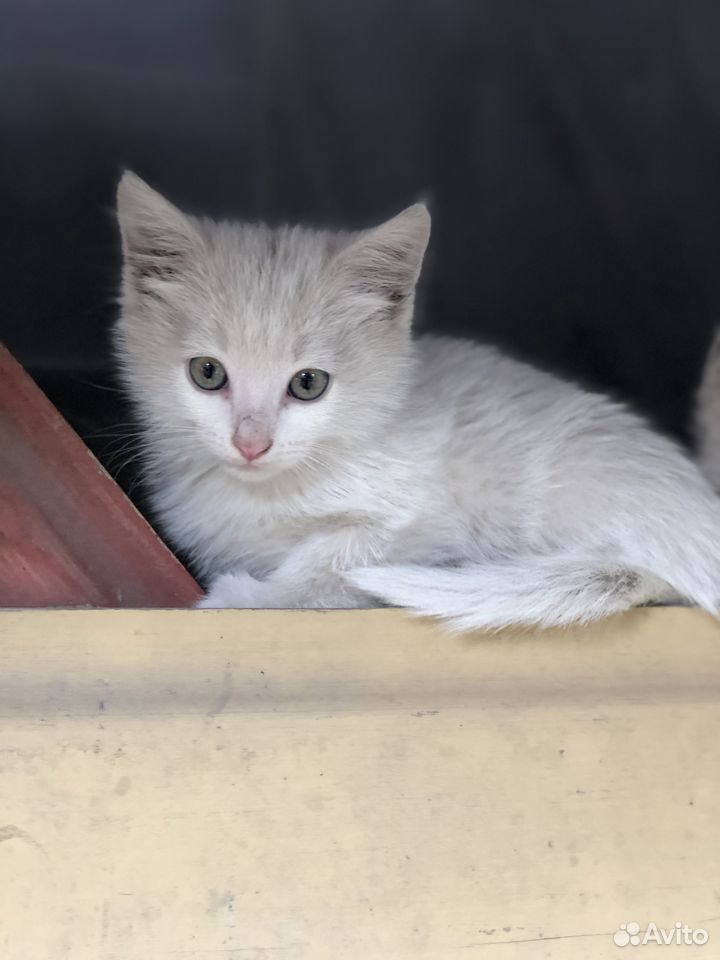 Белоснежные котята