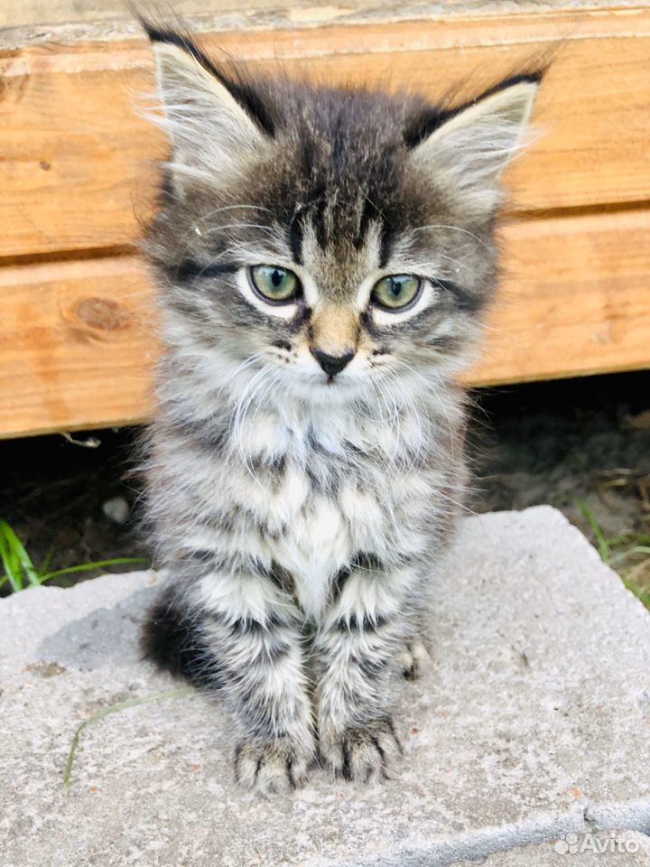 Метис сибирской кошки девочка