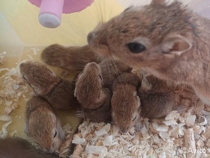Песчанка