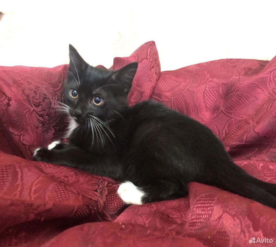 Котёнок маркизик Артур 1,5 месяца в добрые руки