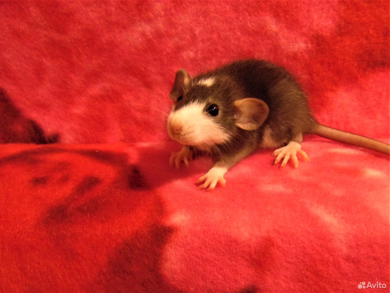 Крысята девочки - дамбики бронирование, клетки