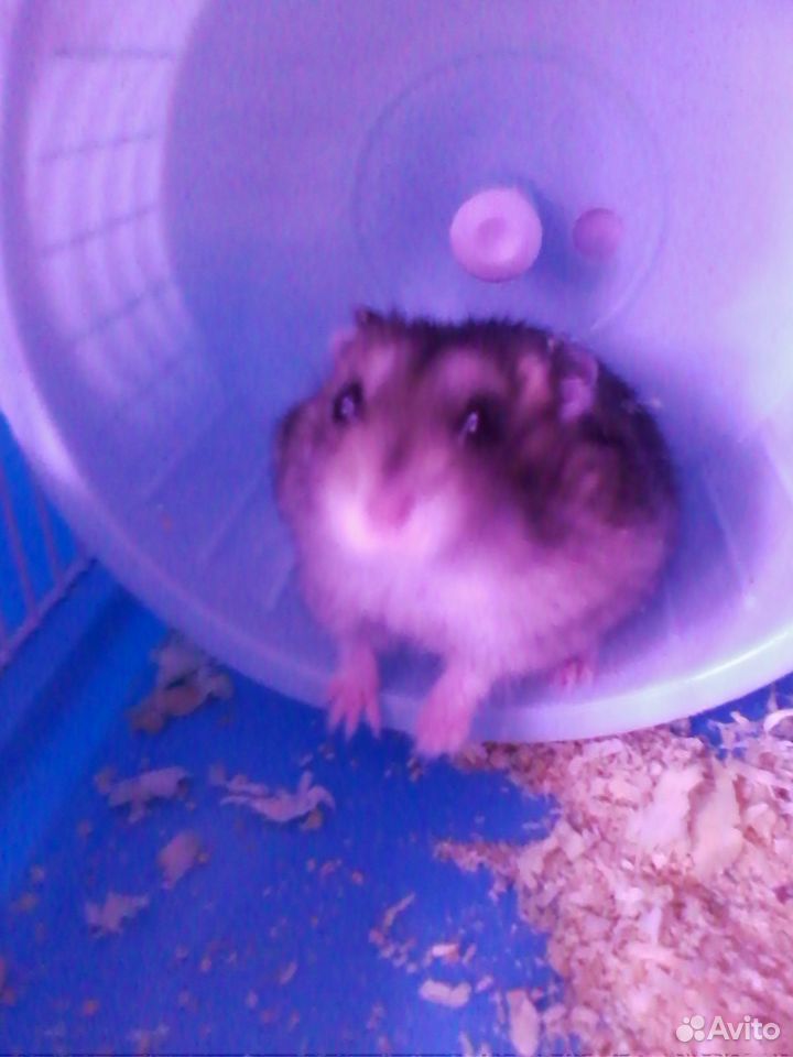 Джунгарский хомик