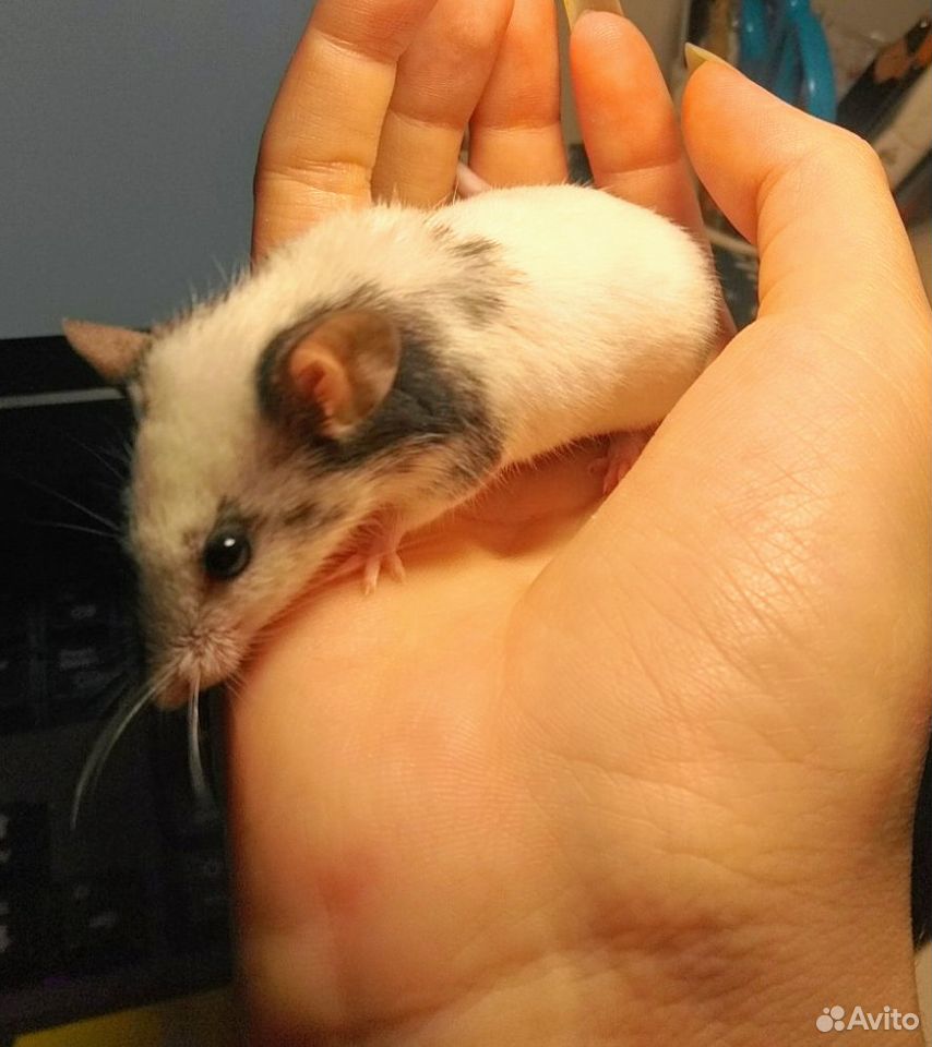 Мышки домашние