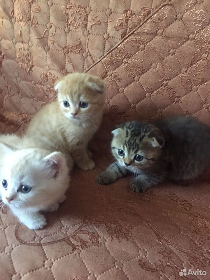 Шотландская