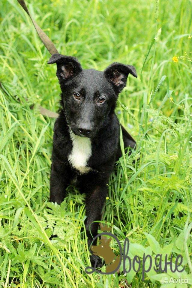 Красавец Валет ищет дом