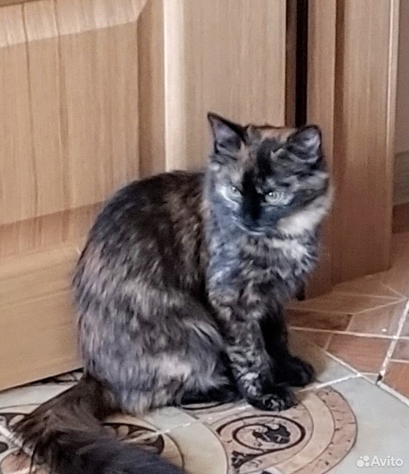 Кошка Нюша в добрые руки возраст 7мес.стерилизован