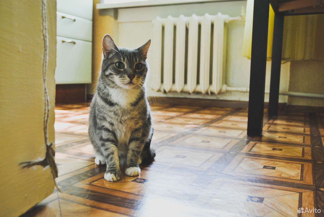 Кот Филя