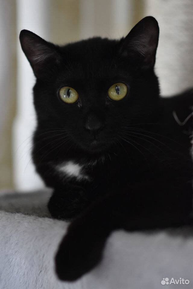 Дом кошечке