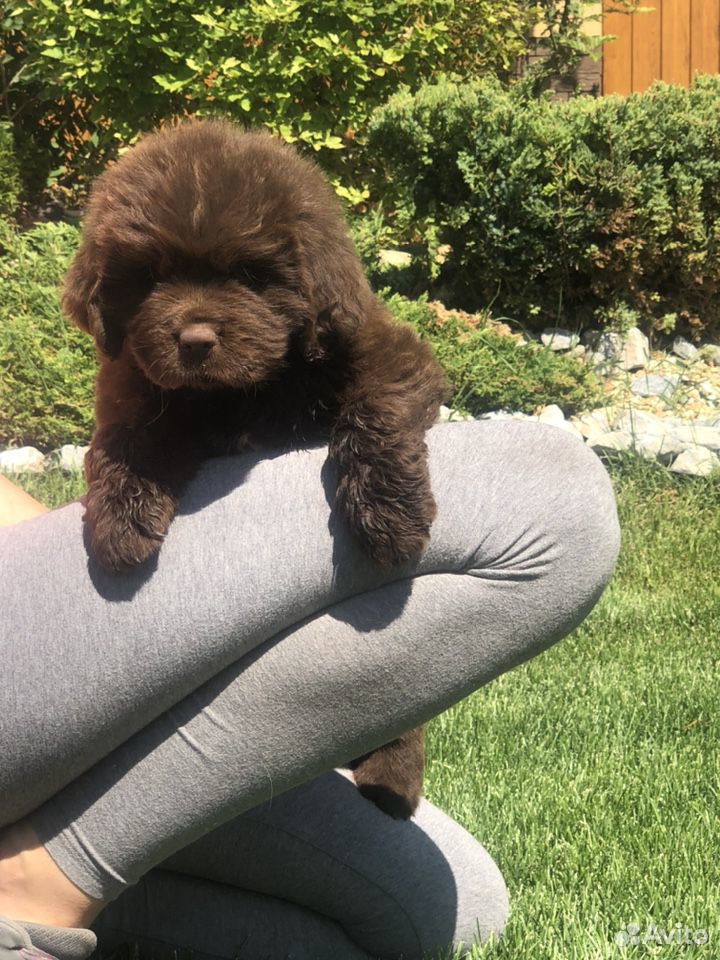 Ньюфаундленд