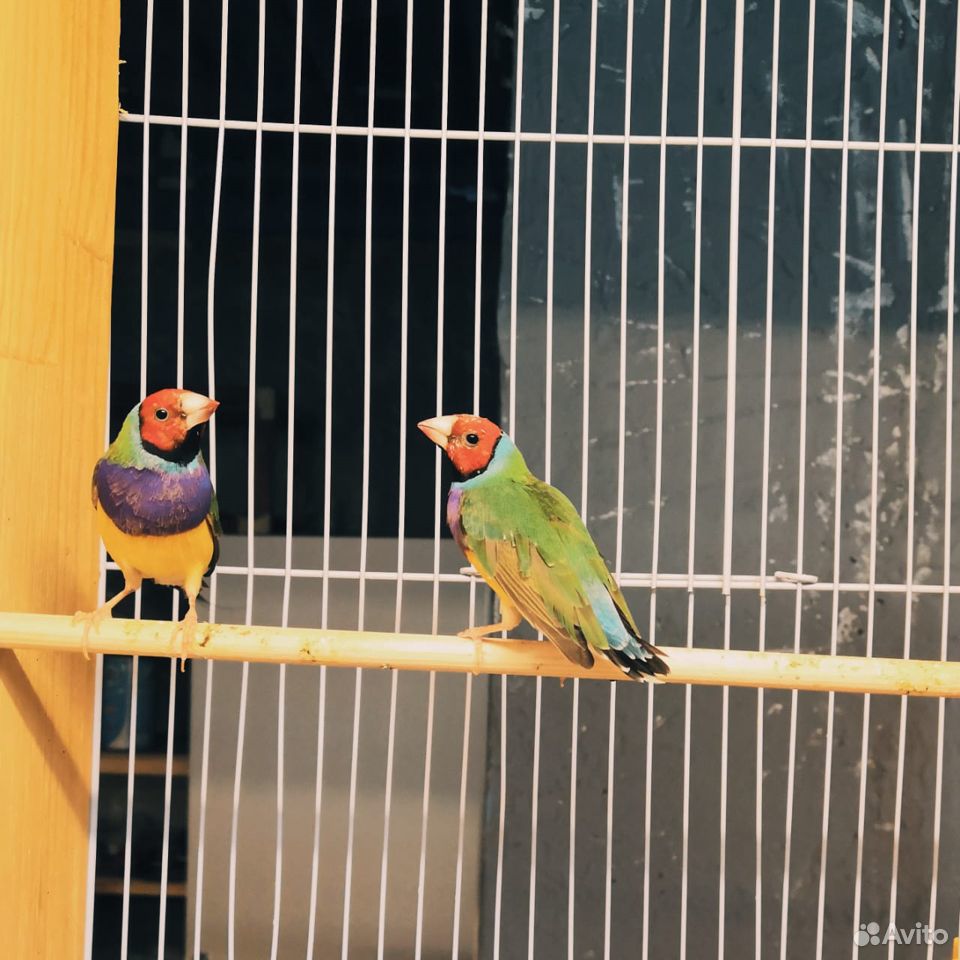 Амадина гульда