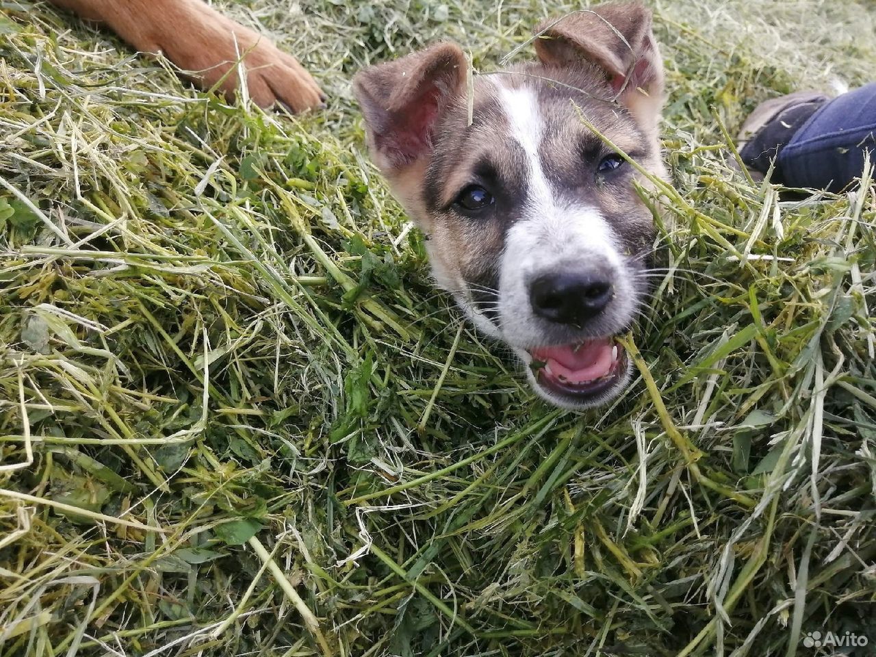 Зайка ищет дом