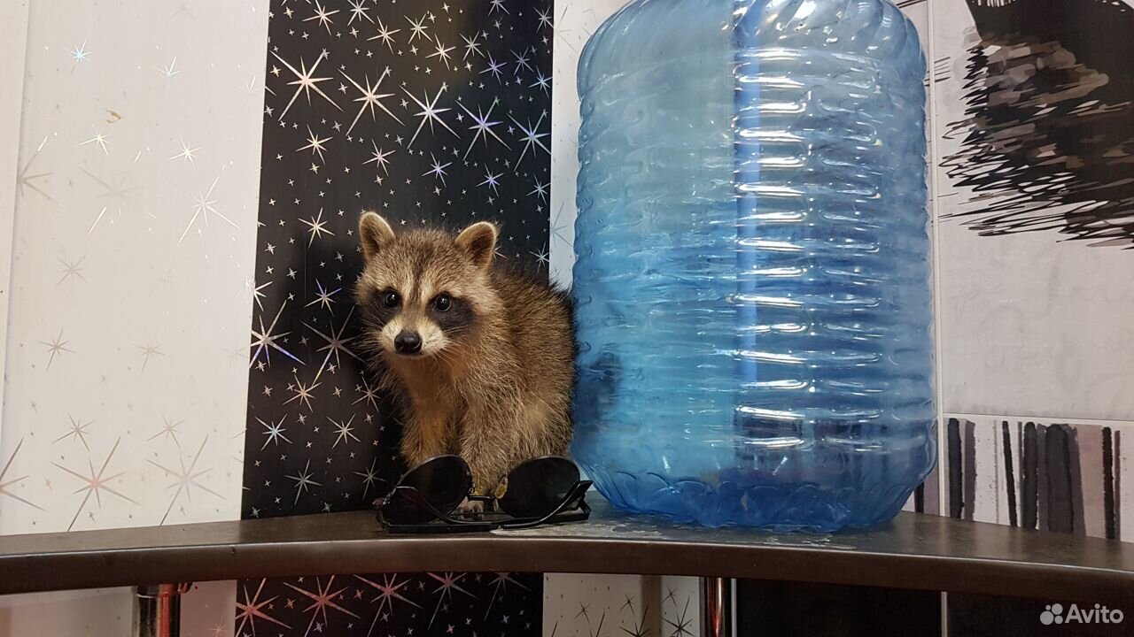 Щенок енота,мальчик