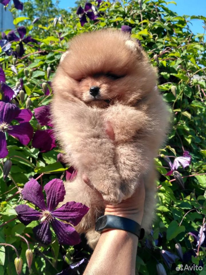 Щенки шпица