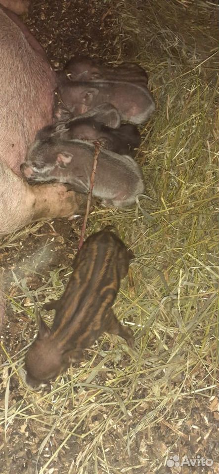 Свиноматка венгерская мангалица 10 месяцев