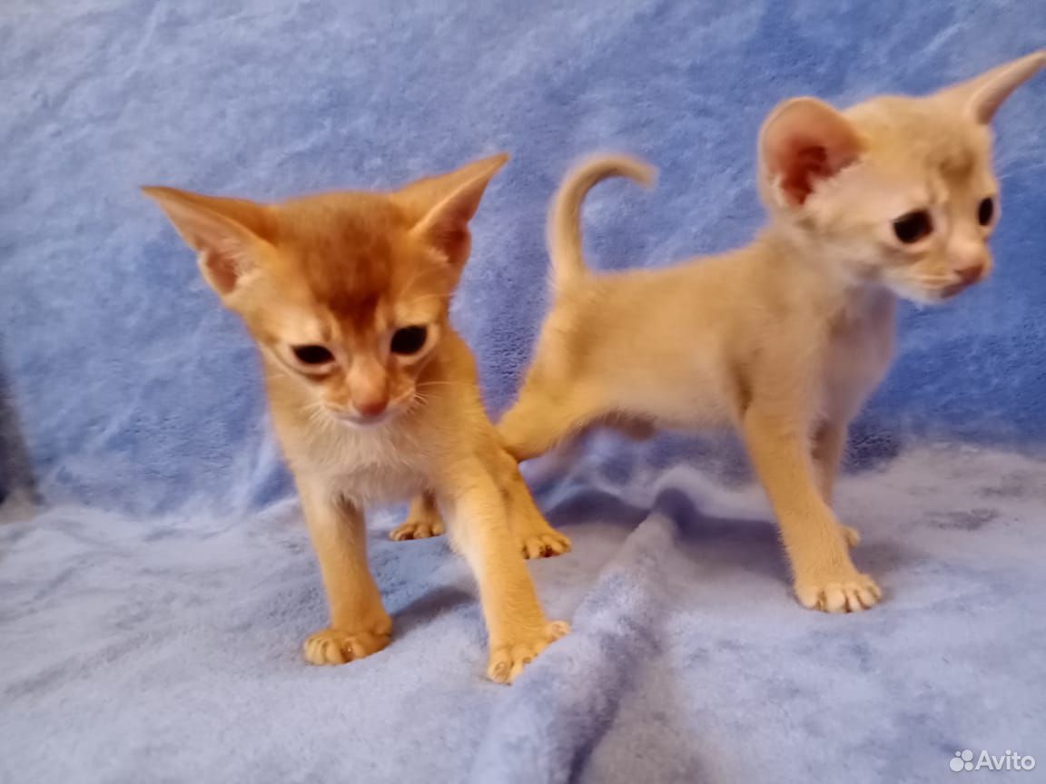Абиссинская котики