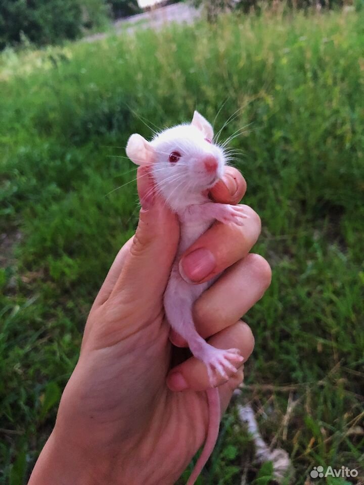 Крысята дамбочки и рексики