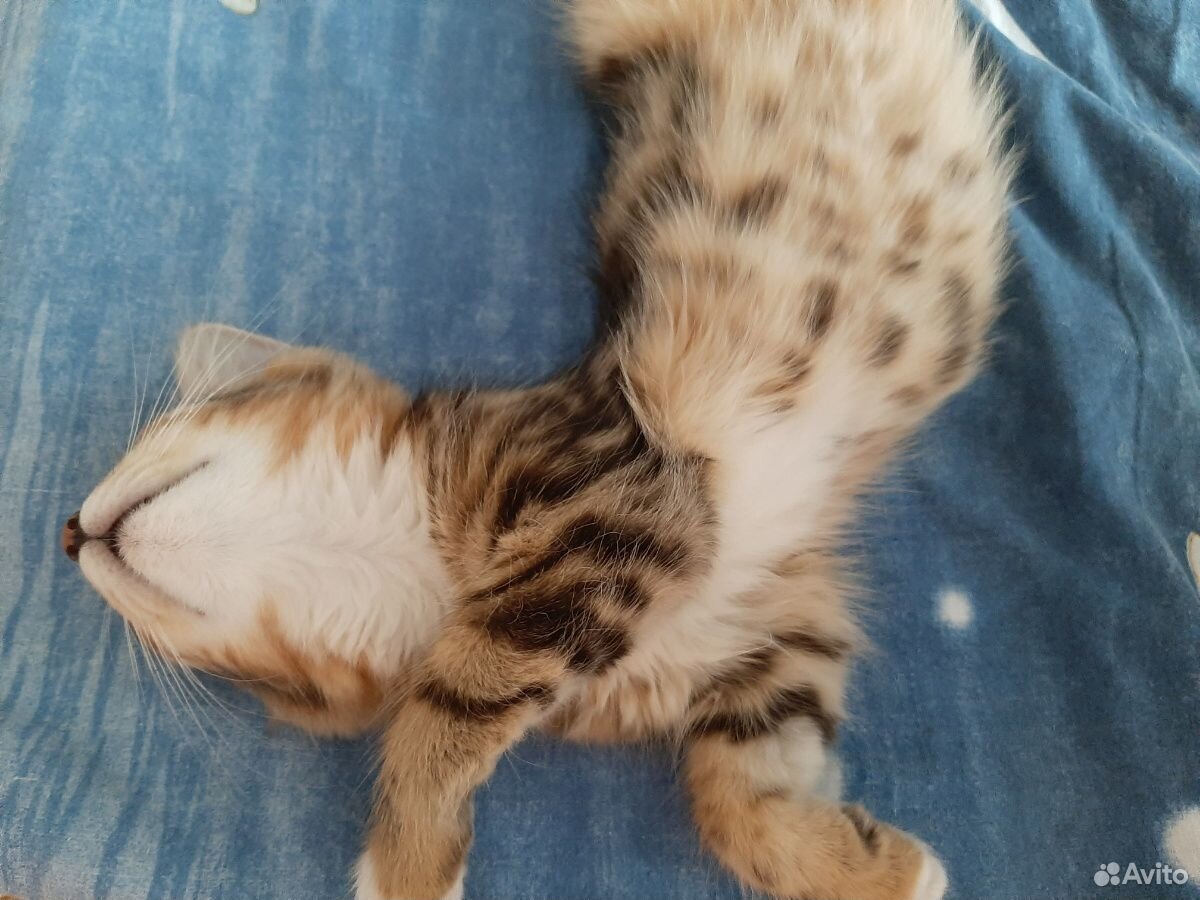 Котёнок Стеша 2-3 месяца