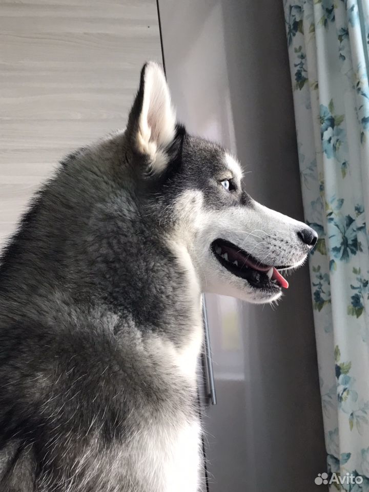 Хаски Сибирский