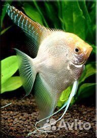 Отдам рыб