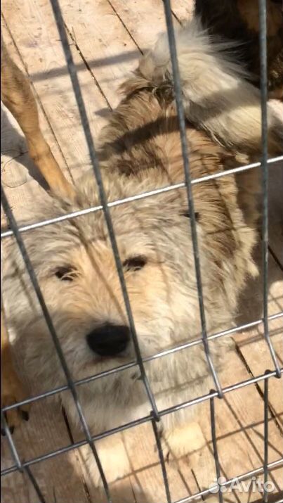 Метис южнорусской овчарки