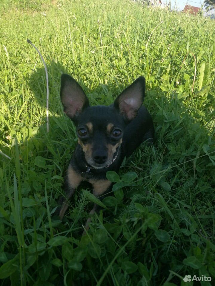 Отдам в добрые руки Той Терьера