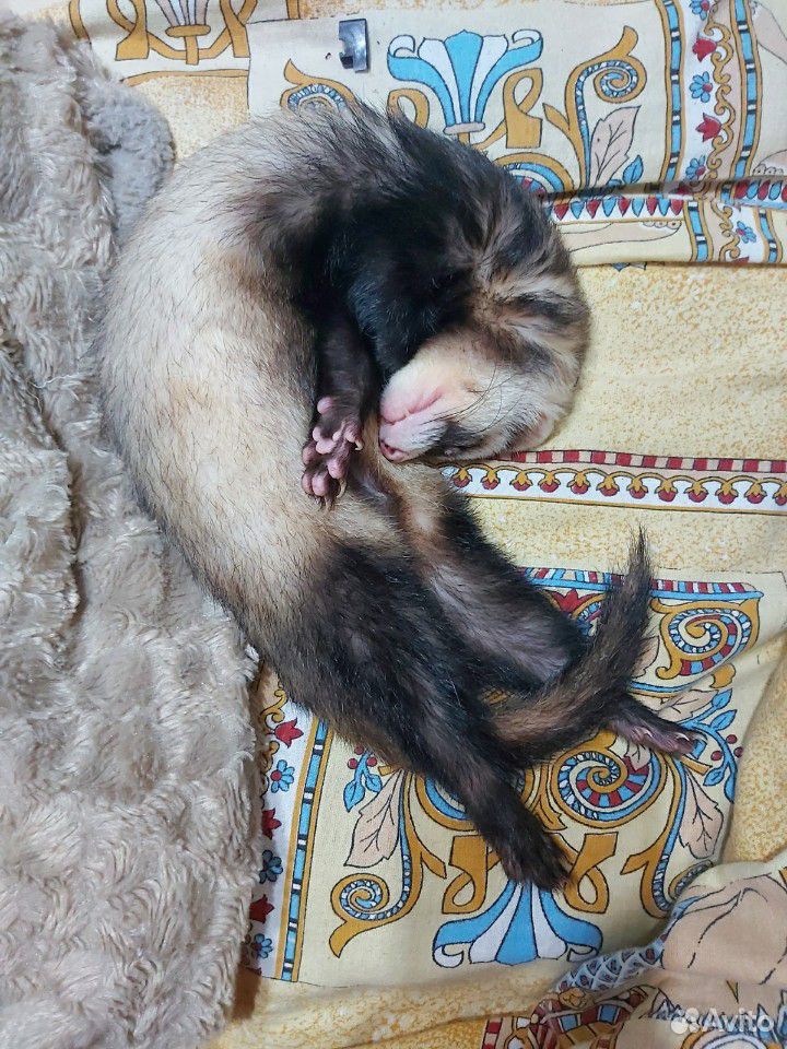 Хорек. 3 года