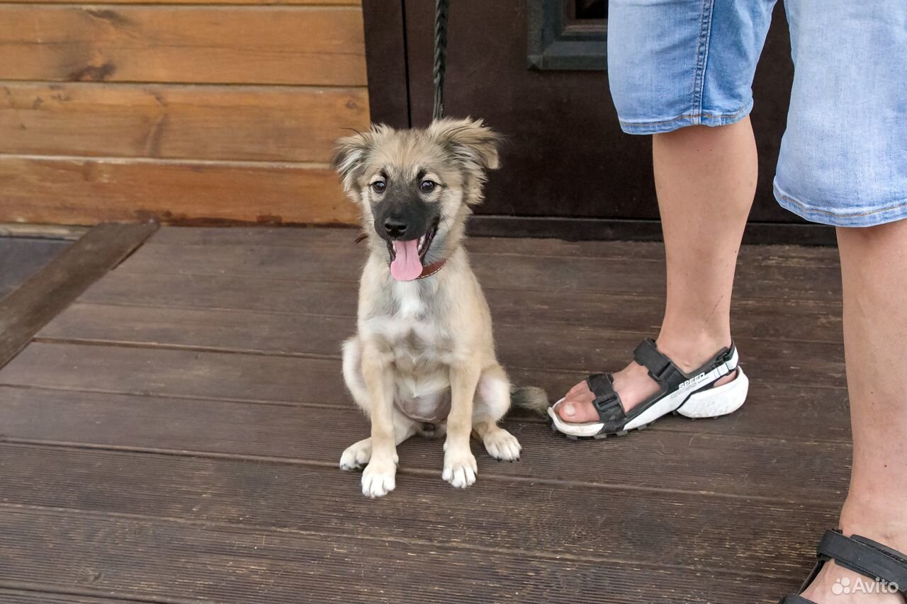 Щенок Няша 4 мес.Привита и стерилизована Маленькая