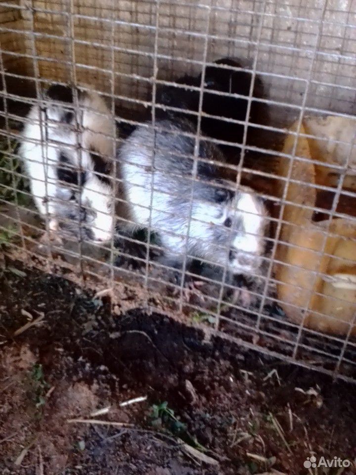 Продам нутрий