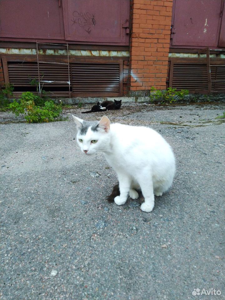 Кошечка и котята