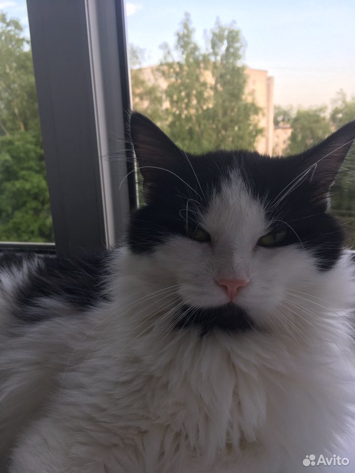 Сибирский кот (вязка)