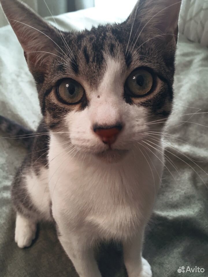 Кот Вареник ищет новый дом