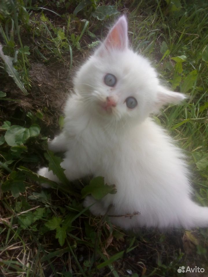 Котёнок