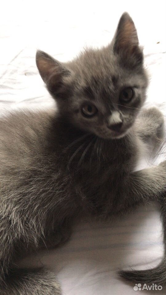 Кошка карат