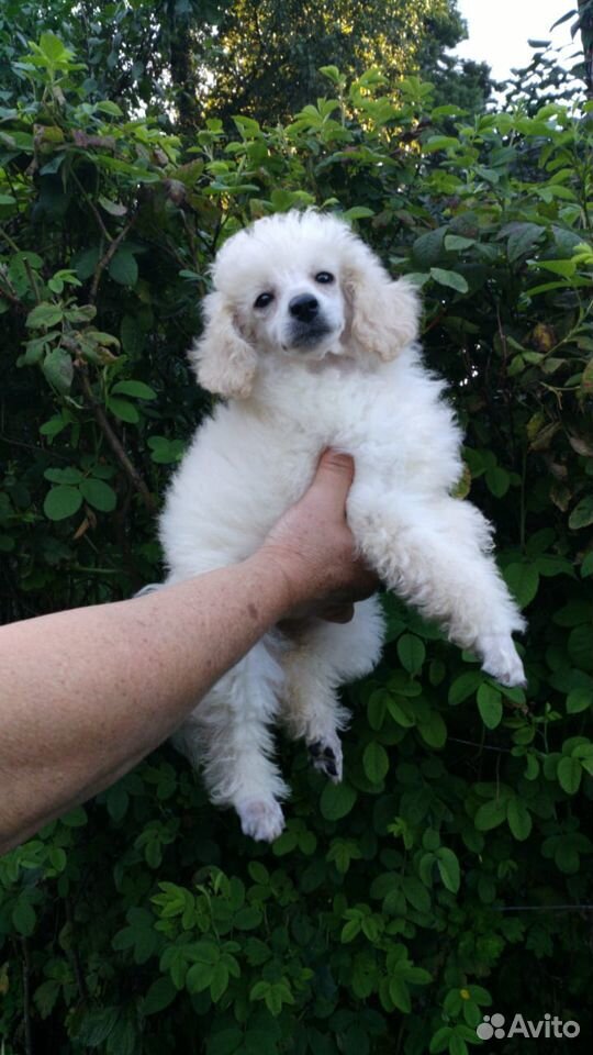 Щенята той пуделя белого окраса