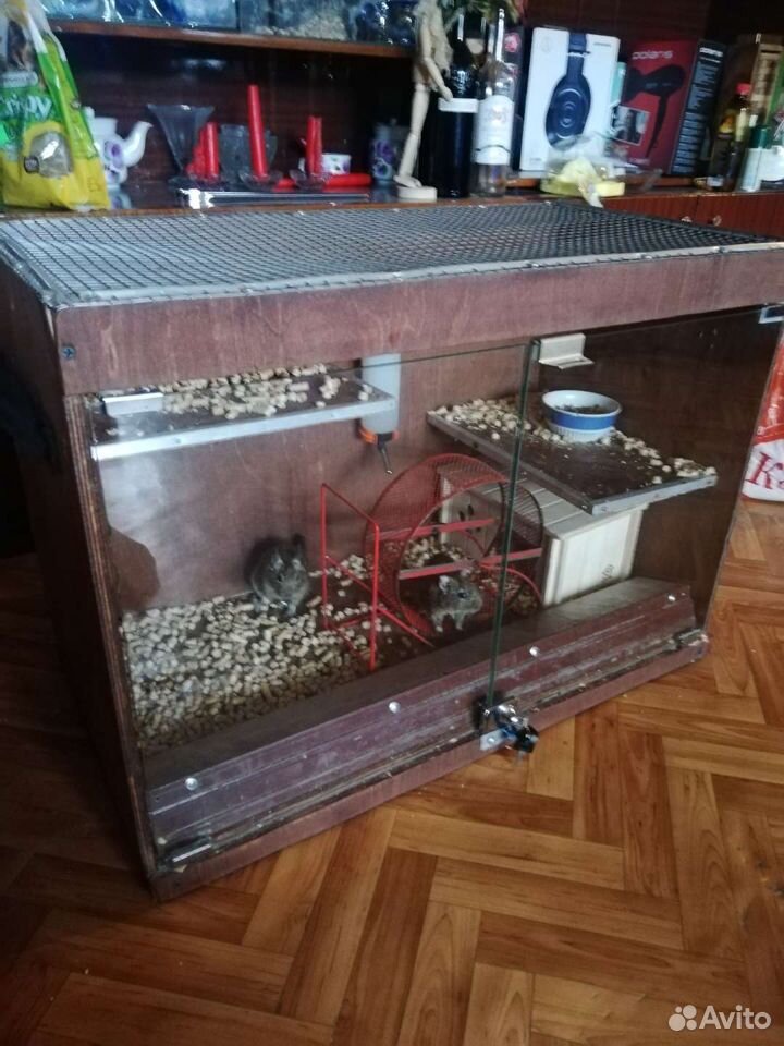 Два мальчика дегу с террариумом