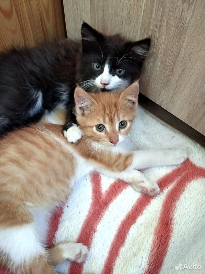 Ищут дом два котенка