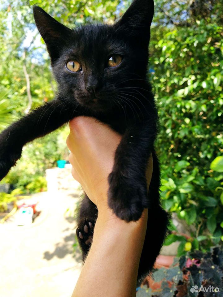 Кошка