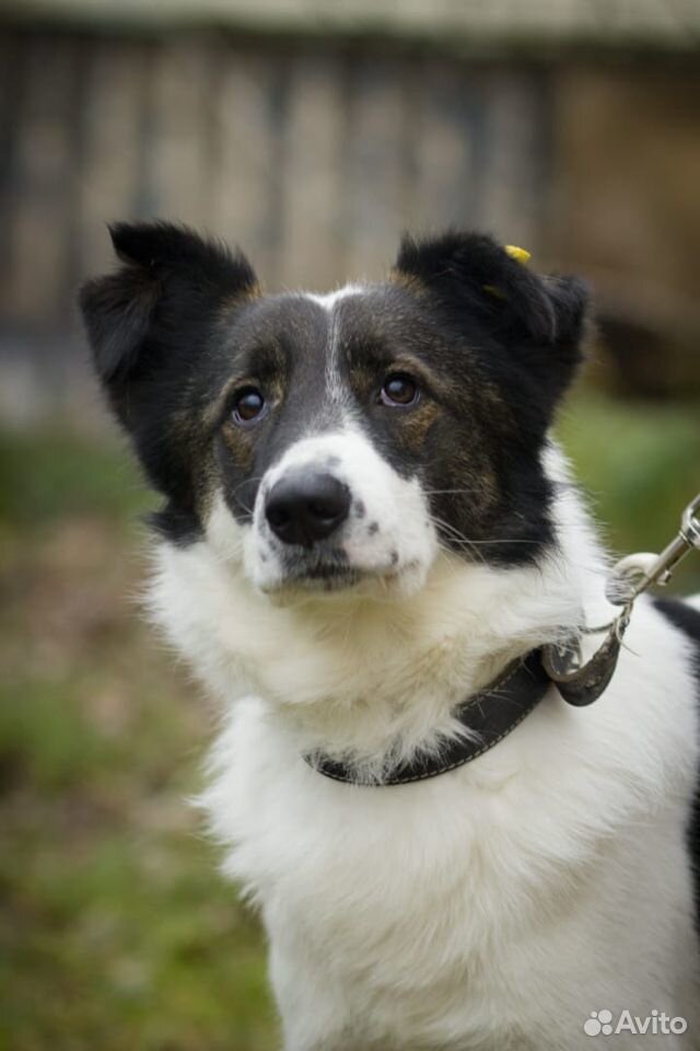 Бимка ищет хозяина