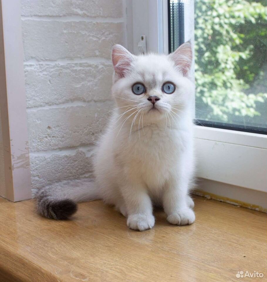 Атос британская шиншилла пойнт