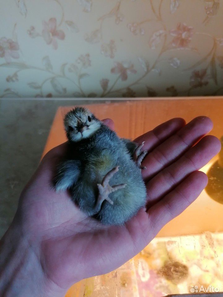 Суточные цыплята несушки