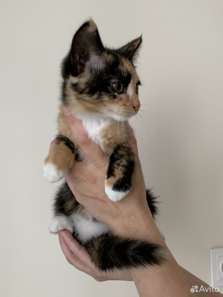 Котенок черепашка в добрые руки