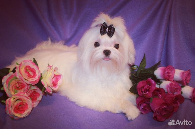 Мальчик -красавчик мальтезе 6 мес