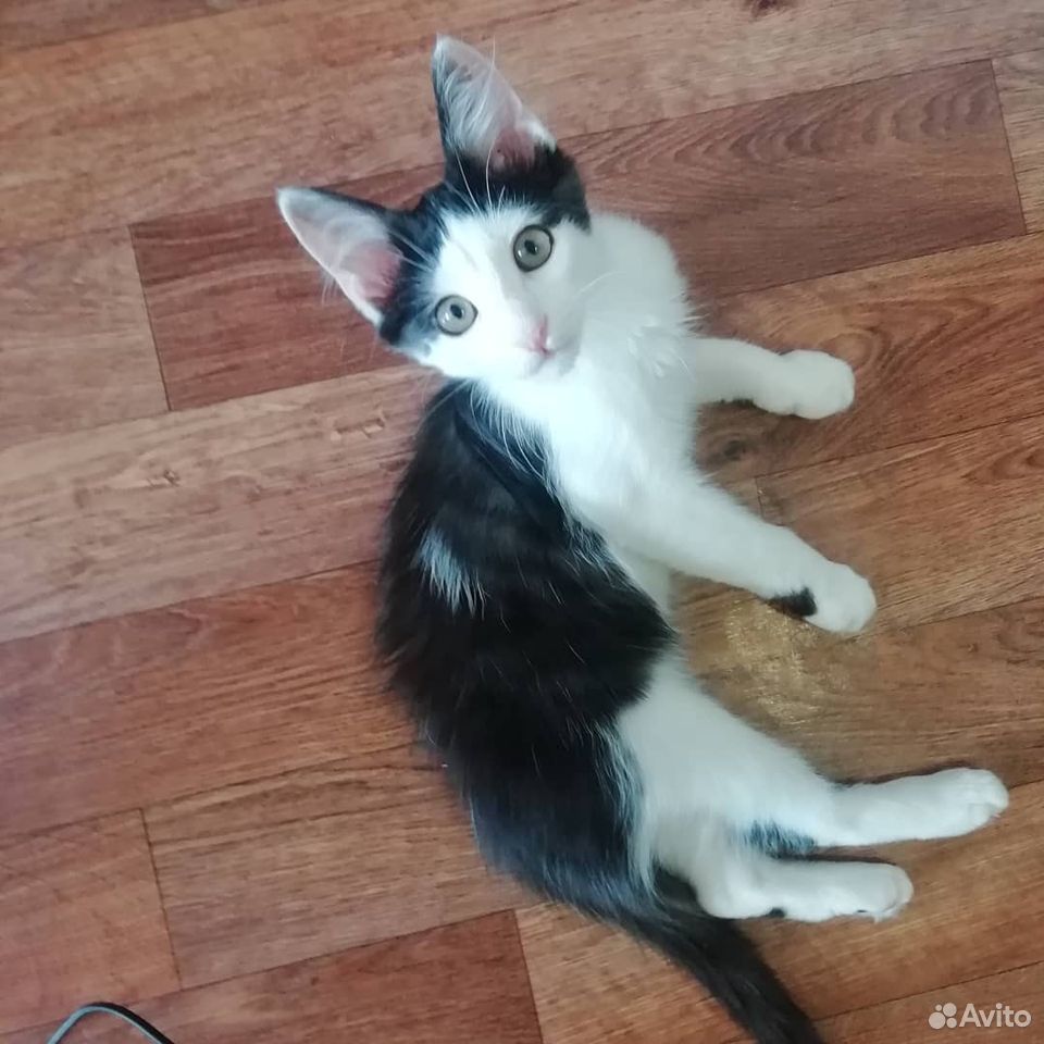 Котенок Феликс 2 месяца в добрые руки