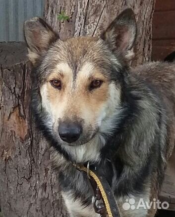 В добрые руки. В дар. Пес Абрикос