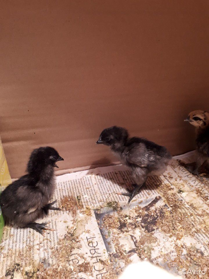 Цыплята лью янг