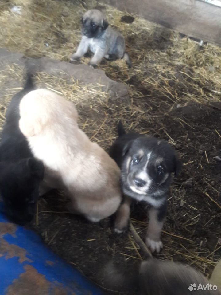 Щенки собака щенок собаки