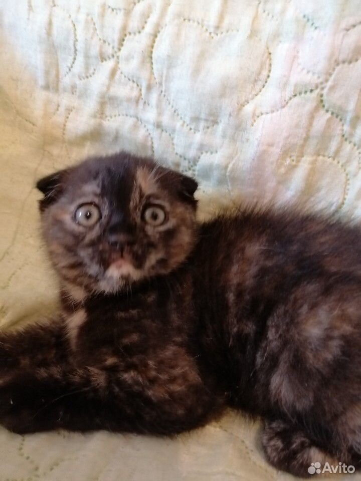 Шотландская