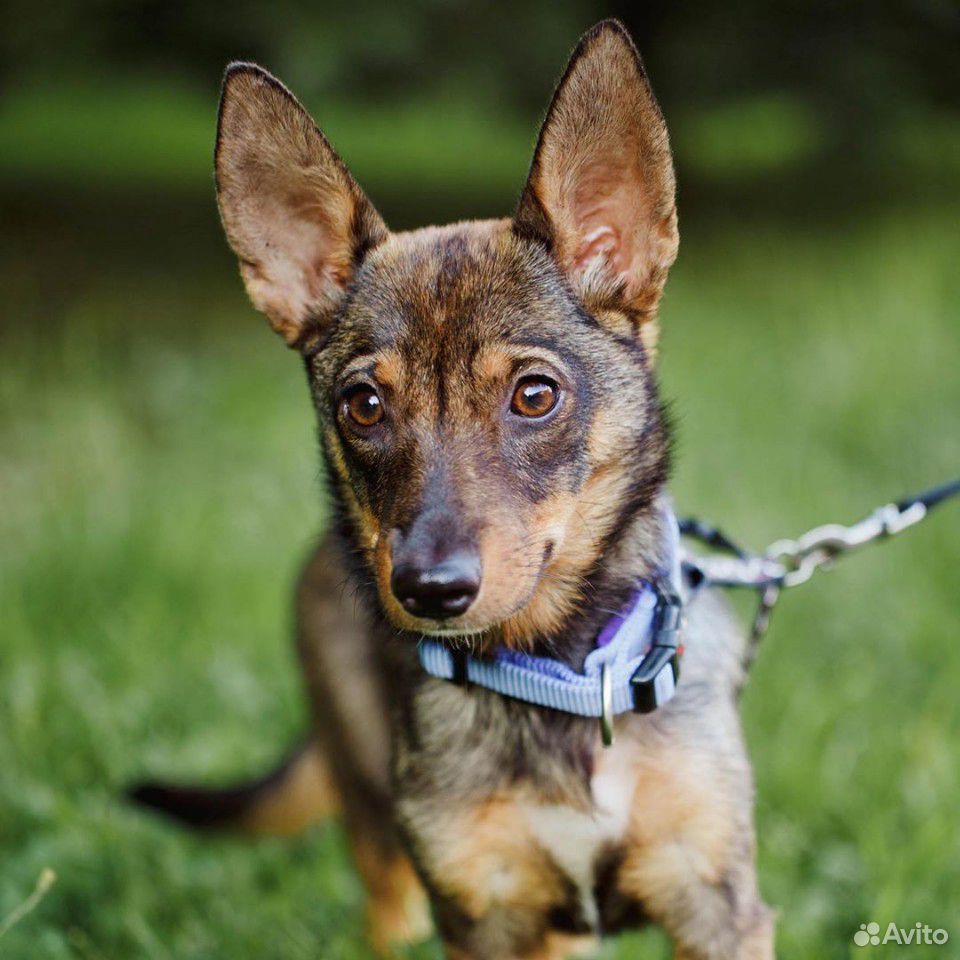 Малышка ищет дом